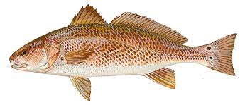 Red Drum