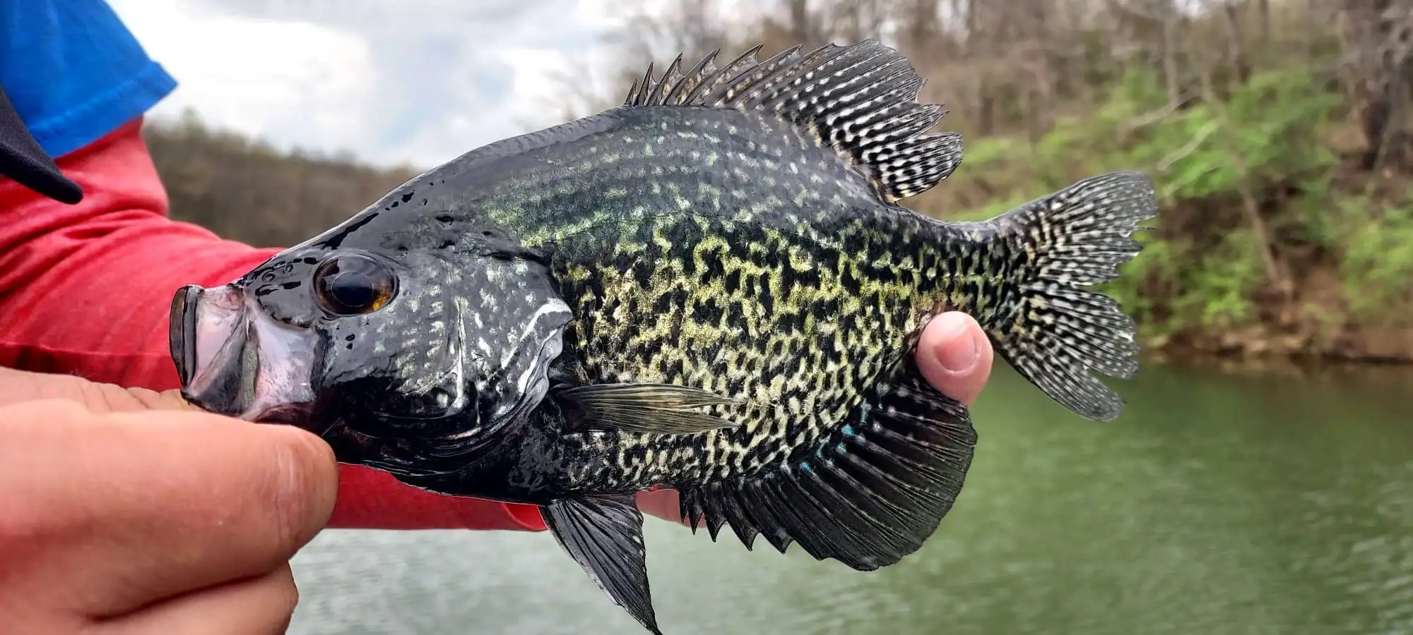 Crappie