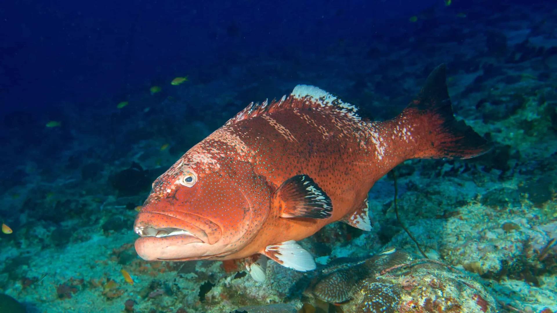 Grouper