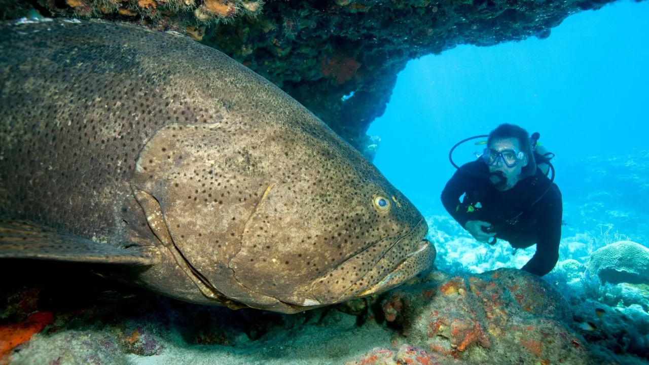 Grouper