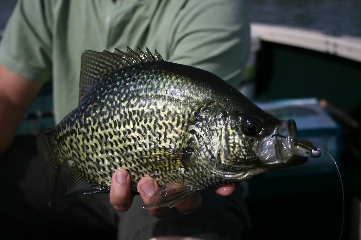 Crappie