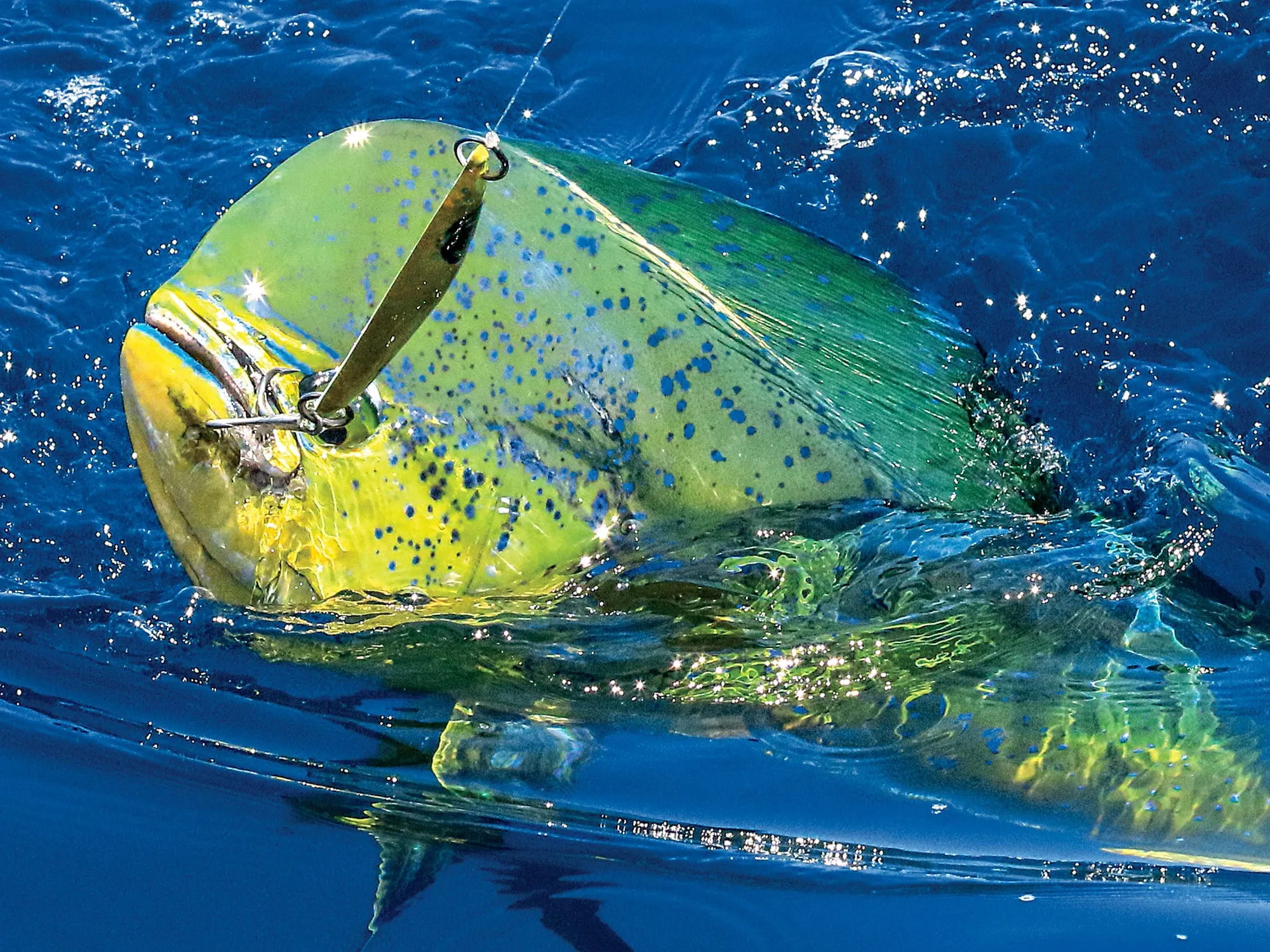 Mahi-Mahi