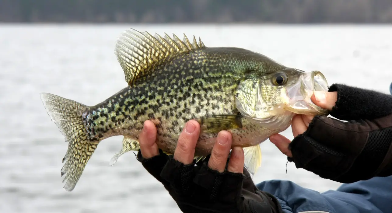 Crappie