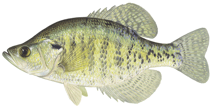 Crappie