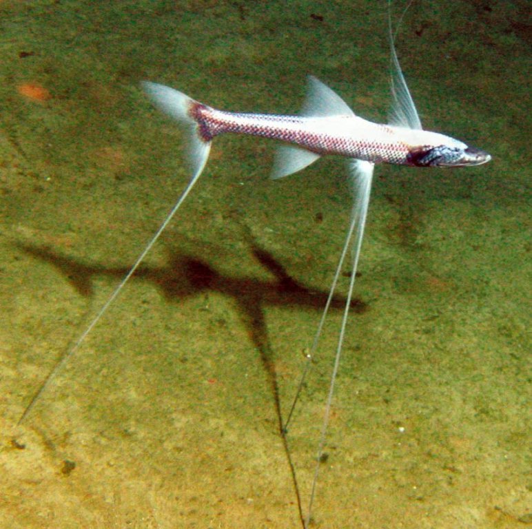 Bathypterois grallator: Tripod Fish