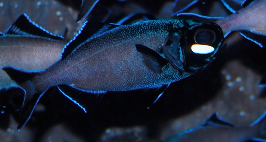 Flashlight fish