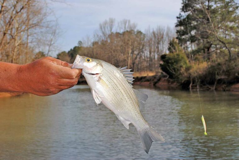 White Bass: Habitat, Diet, Life Cycle - FishOnTips