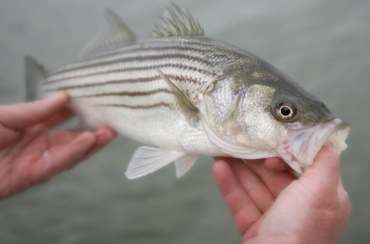 White Bass: Habitat, Diet, Life Cycle - FishOnTips