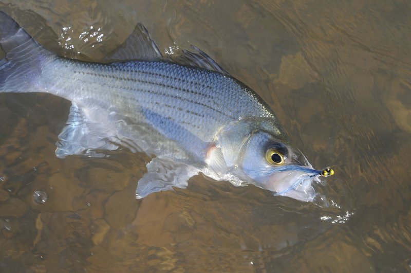 White Bass: Habitat, Diet, Life Cycle - FishOnTips