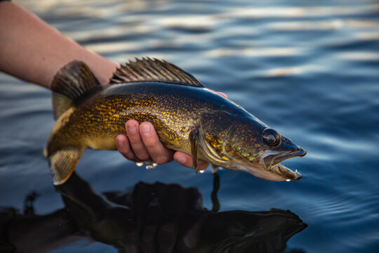 Walleye Fish Guide: Biology, Habitat - FishOnTips