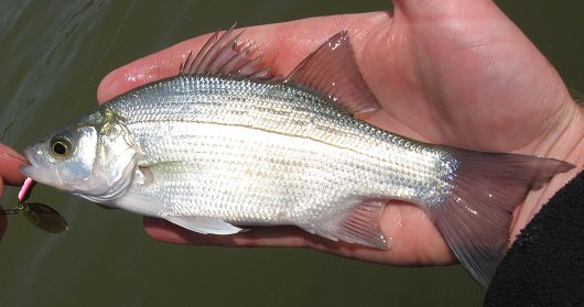 White Bass: Habitat, Diet, Life Cycle - FishOnTips