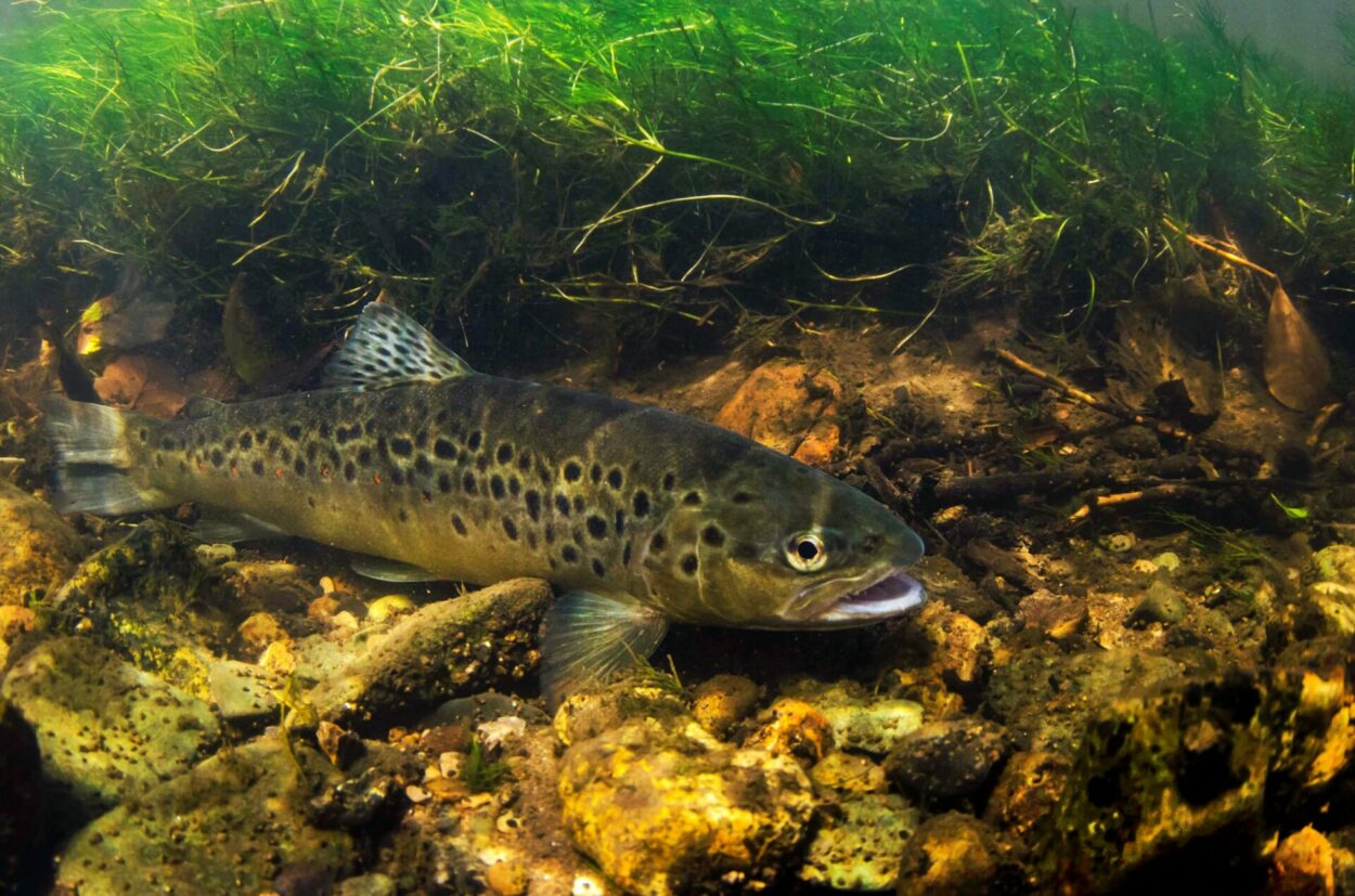 Trout Fish: A Guide to the Life Cycle, Habitat - FishOnTips