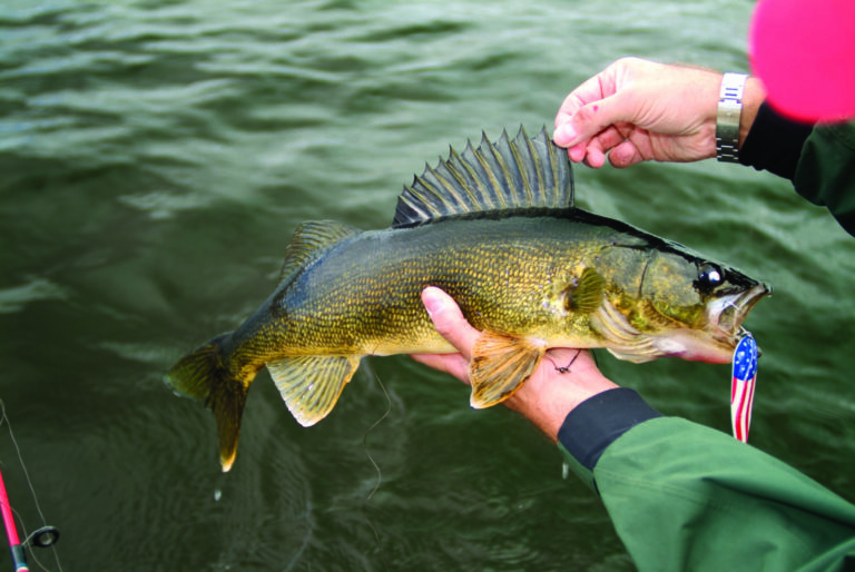 Walleye Fish Guide: Biology, Habitat - FishOnTips