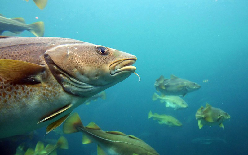 Cod Fish: Habitat, Behavior, and Culinary Uses - FishOnTips