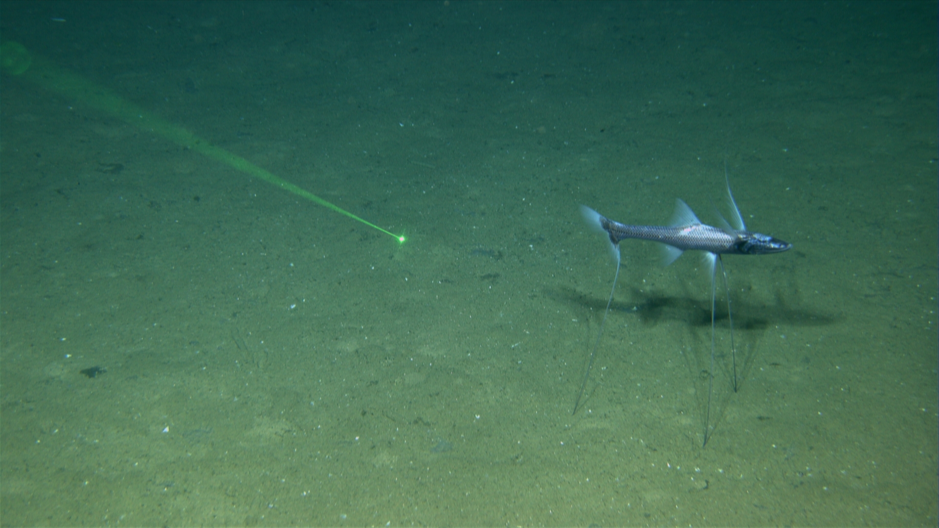 Bathypterois grallator: Tripod Fish - FishOnTips