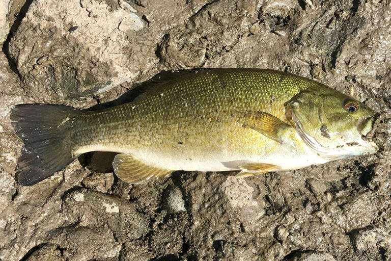 Smallmouth Bass Guide: Habitat, Diet, Life Cycle - FishOnTips
