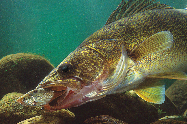 Walleye Fish Guide: Biology, Habitat - FishOnTips