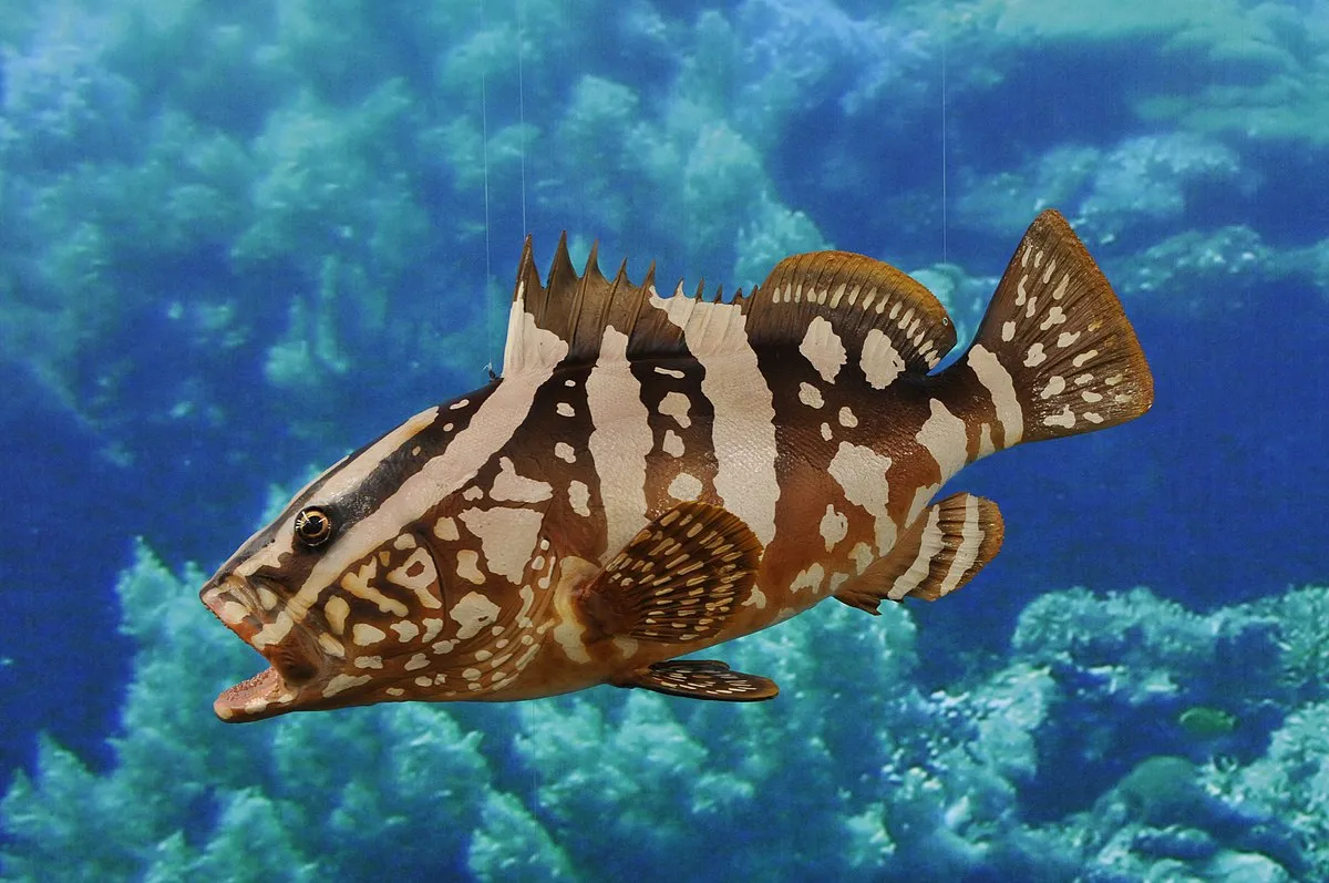 Grouper Fish: Habitat, Diet, Life Cycle, and Facts - FishOnTips