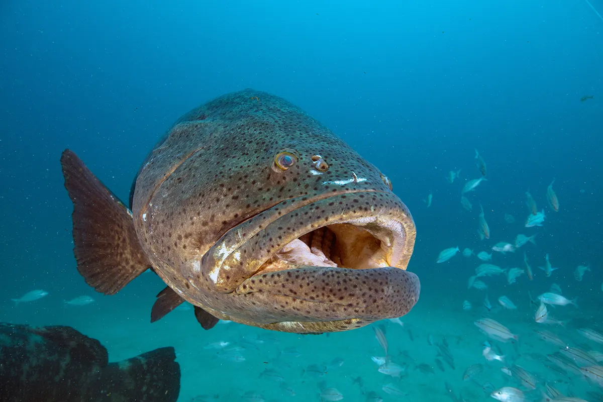 Grouper Fish: Habitat, Diet, Life Cycle, and Facts - FishOnTips