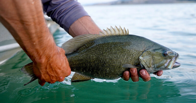Smallmouth Bass Guide: Habitat, Diet, Life Cycle - FishOnTips