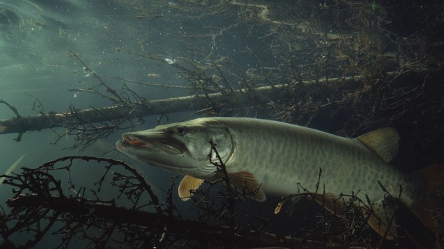 Muskie Fish: Biology, Habitat - FishOnTips