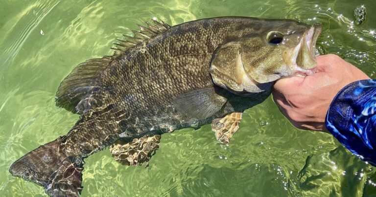Smallmouth Bass Guide: Habitat, Diet, Life Cycle - FishOnTips