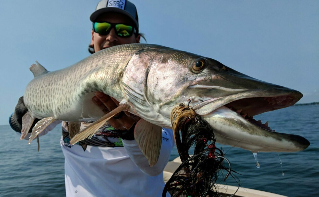 Muskie Fish: Biology, Habitat - FishOnTips