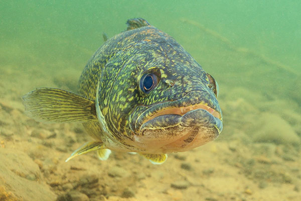 Walleye Fish Guide: Biology, Habitat - FishOnTips