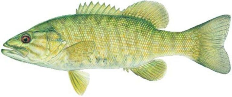 Smallmouth Bass Guide: Habitat, Diet, Life Cycle - FishOnTips