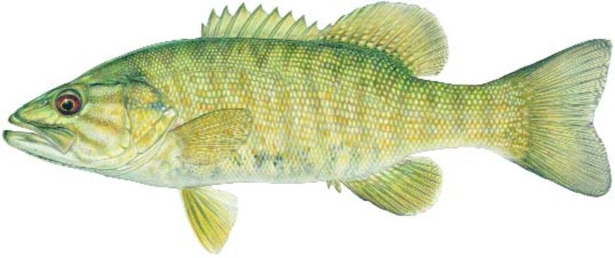 Smallmouth Bass Guide: Habitat, Diet, Life Cycle - FishOnTips