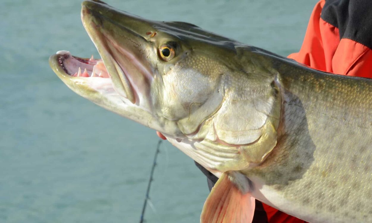 Muskie Fish: Biology, Habitat - FishOnTips