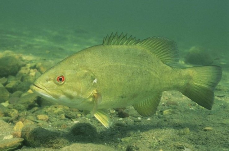 Smallmouth Bass Guide: Habitat, Diet, Life Cycle - FishOnTips