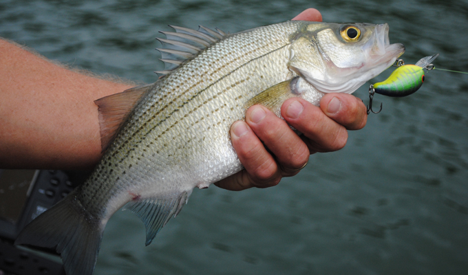 White Bass: Habitat, Diet, Life Cycle - FishOnTips