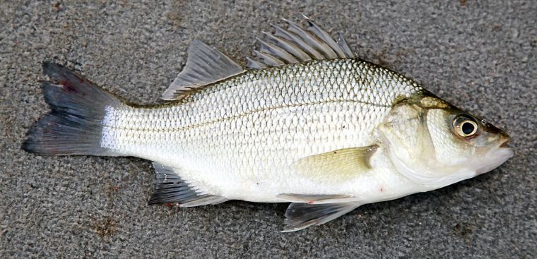 White Bass: Habitat, Diet, Life Cycle - FishOnTips