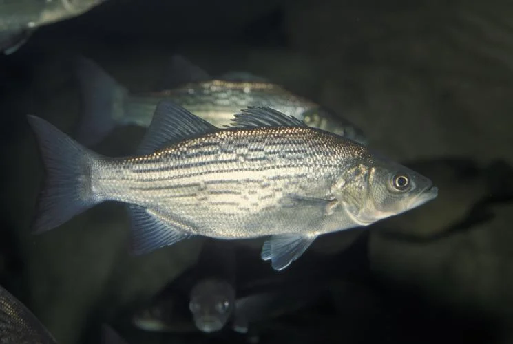 White Bass: Habitat, Diet, Life Cycle - FishOnTips