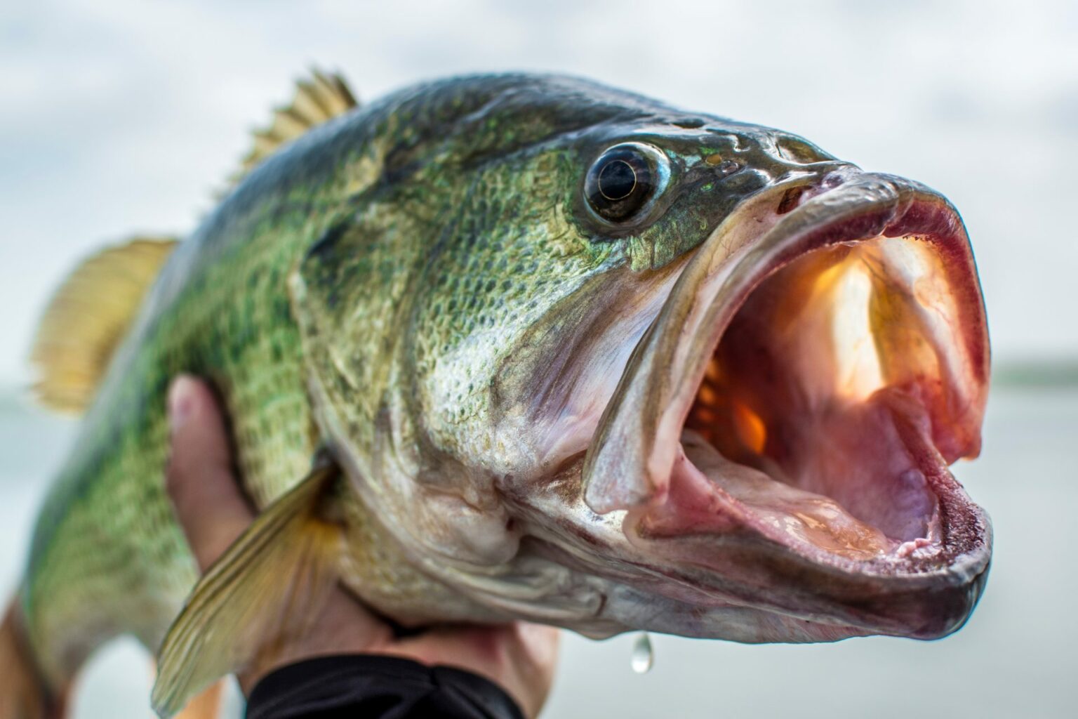 Largemouth Bass Guide: Habitat, Diet, Life Cycle - FishOnTips