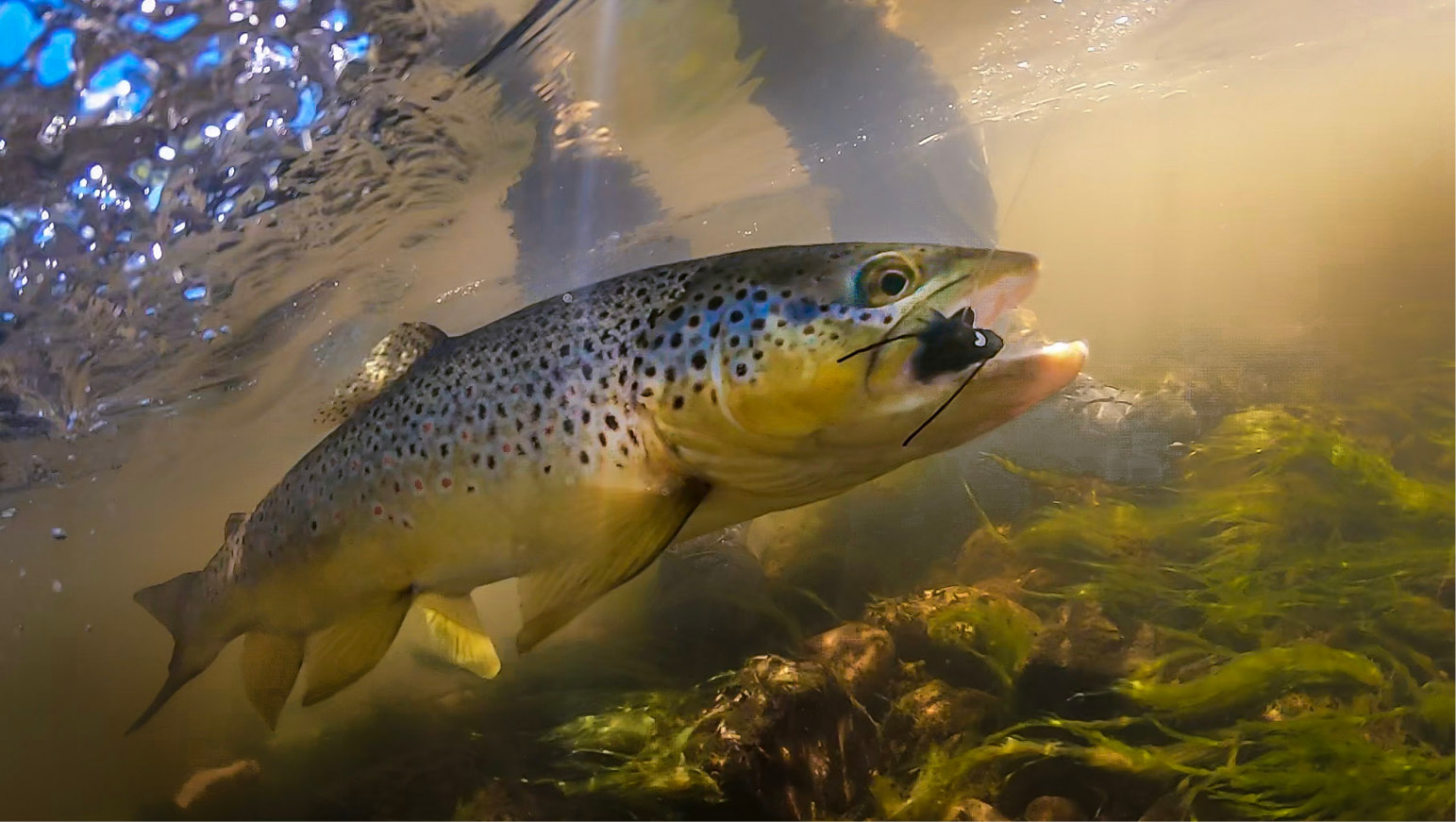 Trout Fish: A Guide to the Life Cycle, Habitat - FishOnTips