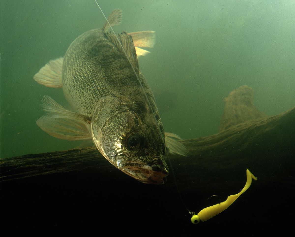 Walleye Fish Guide: Biology, Habitat - FishOnTips