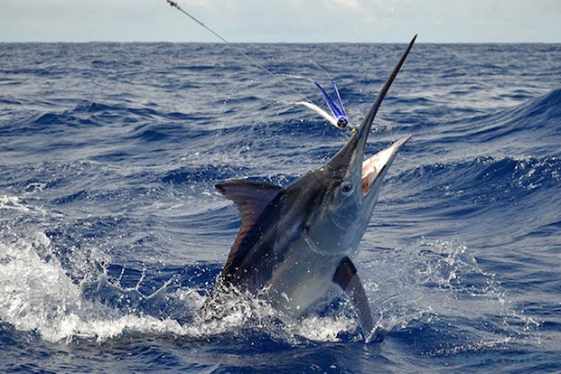 Marlin Fish: Fascinating Facts, Habitat, Life Cycle, and More - FishOnTips
