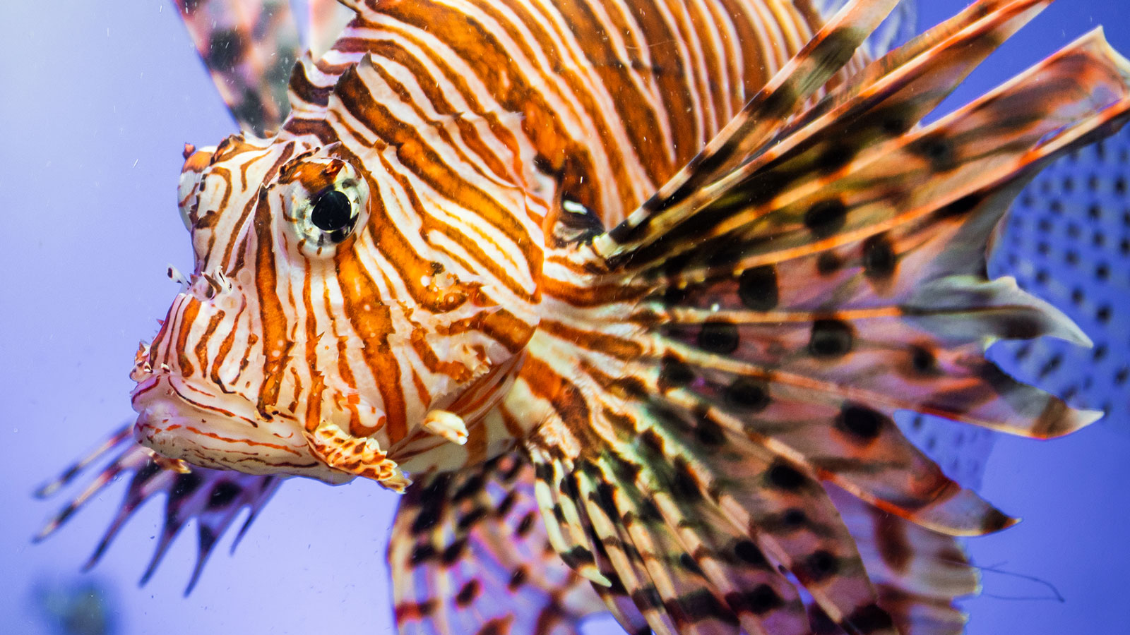 Lionfish - A Stunning Yet Dangerous Beauty - FishOnTips