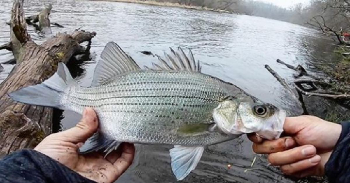 White Bass: Habitat, Diet, Life Cycle - FishOnTips