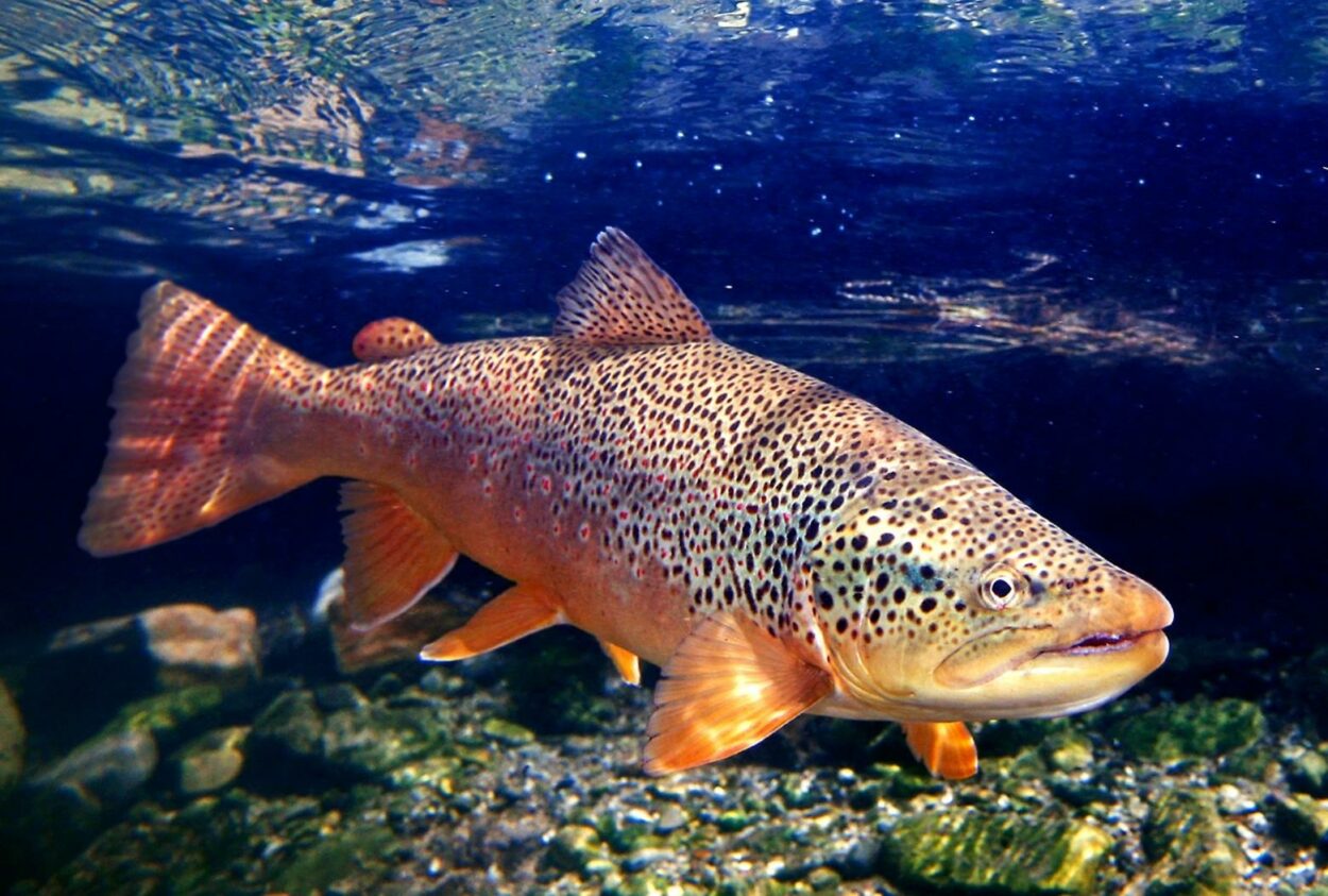 Trout Fish: A Guide to the Life Cycle, Habitat - FishOnTips