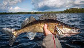 Walleye Fish Guide: Biology, Habitat - FishOnTips