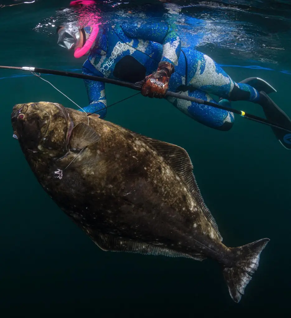 Discover Halibut: Nutritious & Delicious Flatfish | Halibut Facts ...