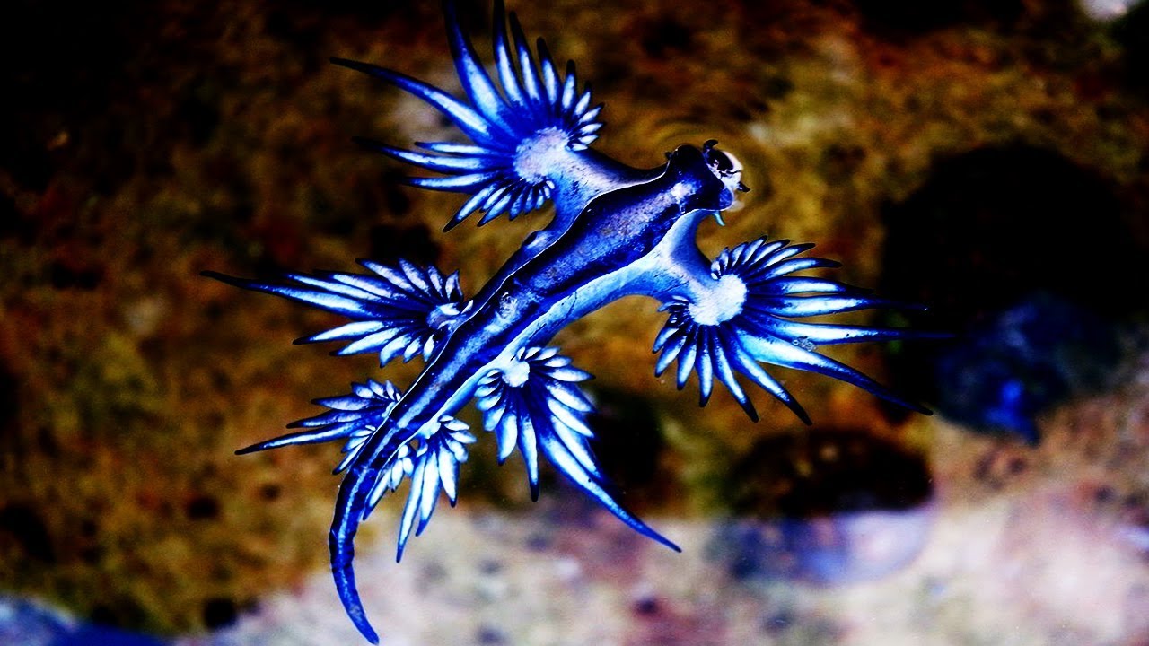 Blue Dragonfish - FishOnTips