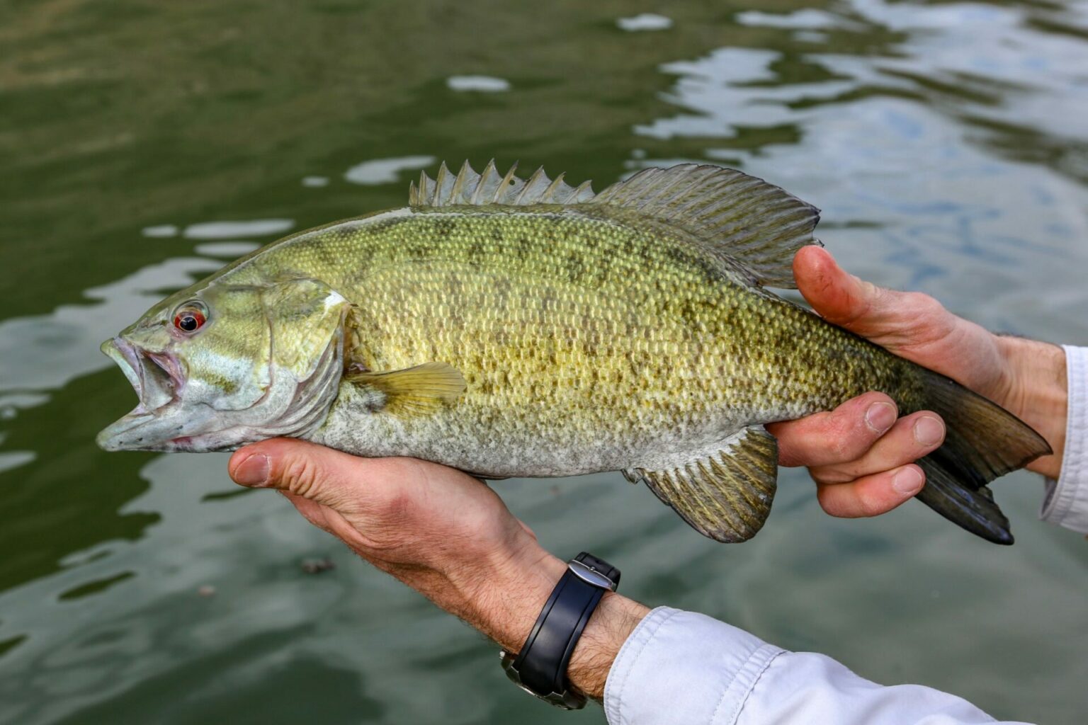 Smallmouth Bass Guide: Habitat, Diet, Life Cycle - FishOnTips