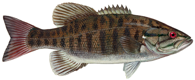 Smallmouth Bass Guide: Habitat, Diet, Life Cycle - FishOnTips