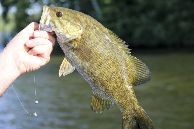 Smallmouth Bass Guide: Habitat, Diet, Life Cycle - FishOnTips