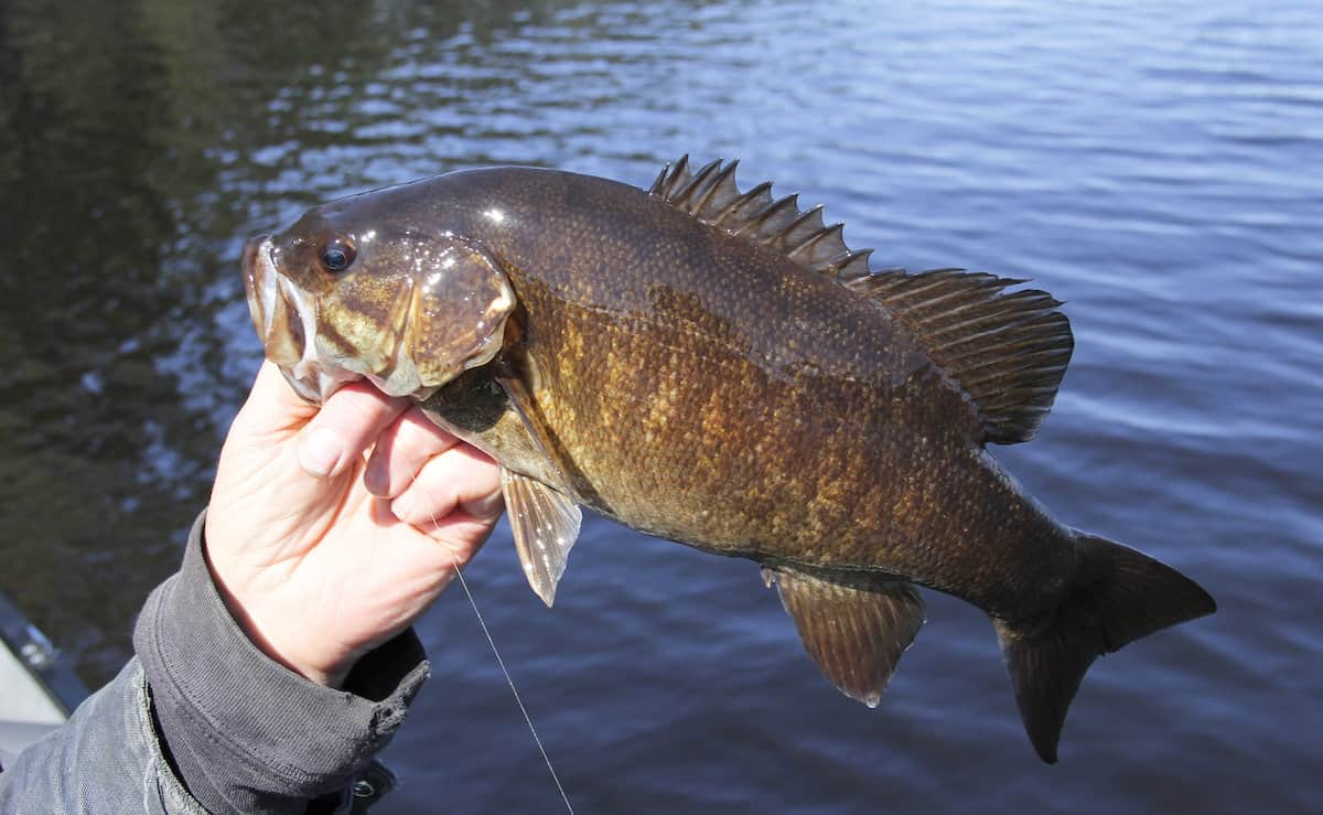 Smallmouth Bass Guide: Habitat, Diet, Life Cycle - FishOnTips