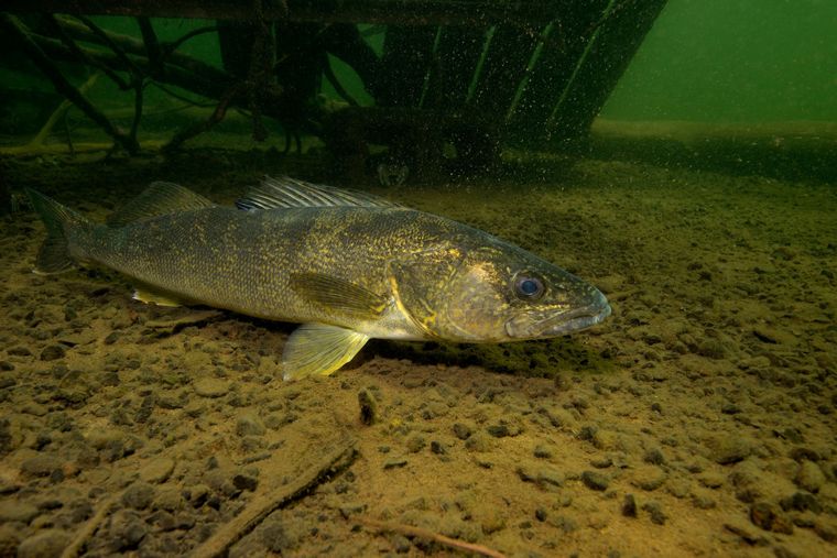 Walleye Fish Guide: Biology, Habitat - FishOnTips